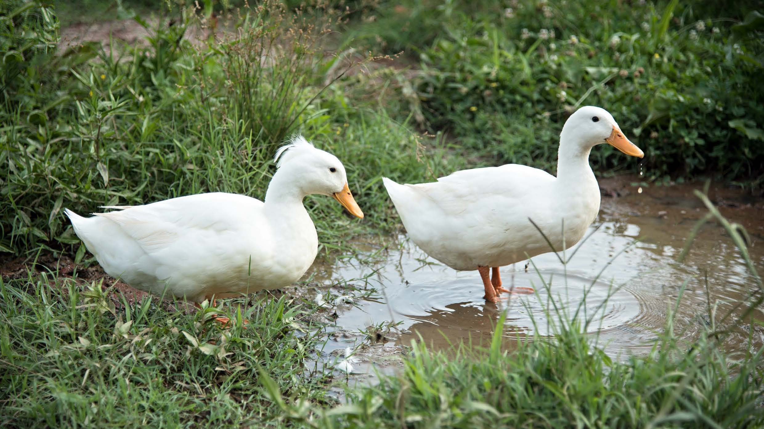Nutrition and Health for Adult Ducks – Videos – Mother Earth News